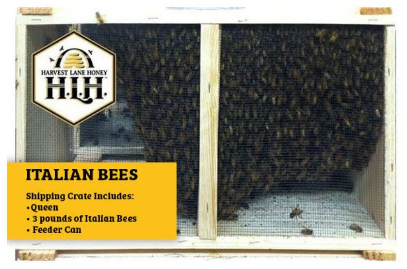 Italian Honey Bees with Queen, 3-Lb