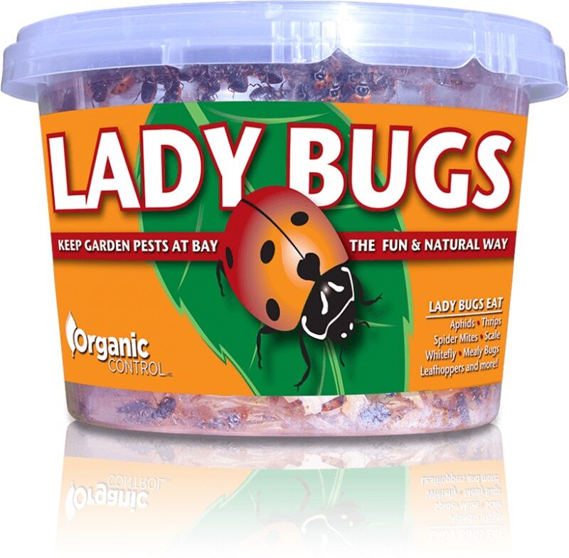Live Adult Ladybugs, 500-Ct