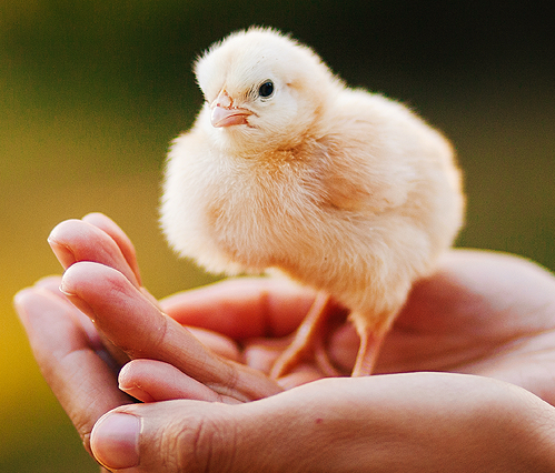 Chickens & Other Poultry