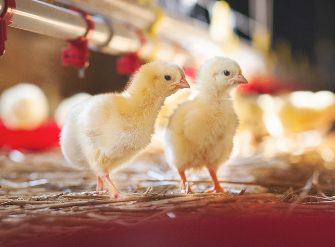 Chick Supplies, Feed & Coops